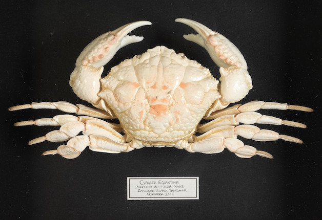 Bonhams : A Venus Flower Basket specimen(Euplectella aspergillum) and ...