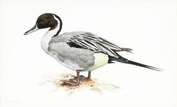 Bonhams : Simon Turvey (born 1957) Pintail