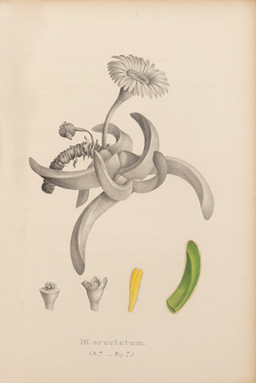 Bonhams : SALM-REIFFERSCHEIDT-DYCK (JOSEPH FURST VON) Monographia ...