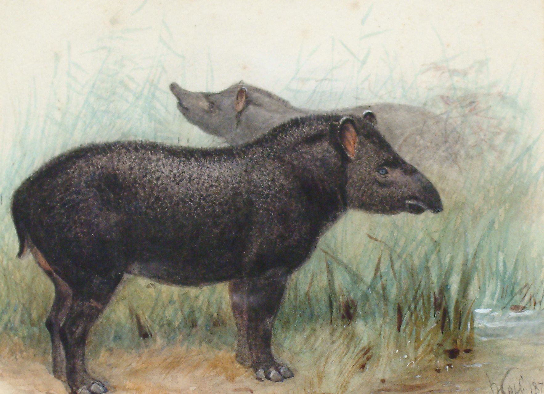 Bonhams : Josef Wolf (German, 1820-1899) Tapirs