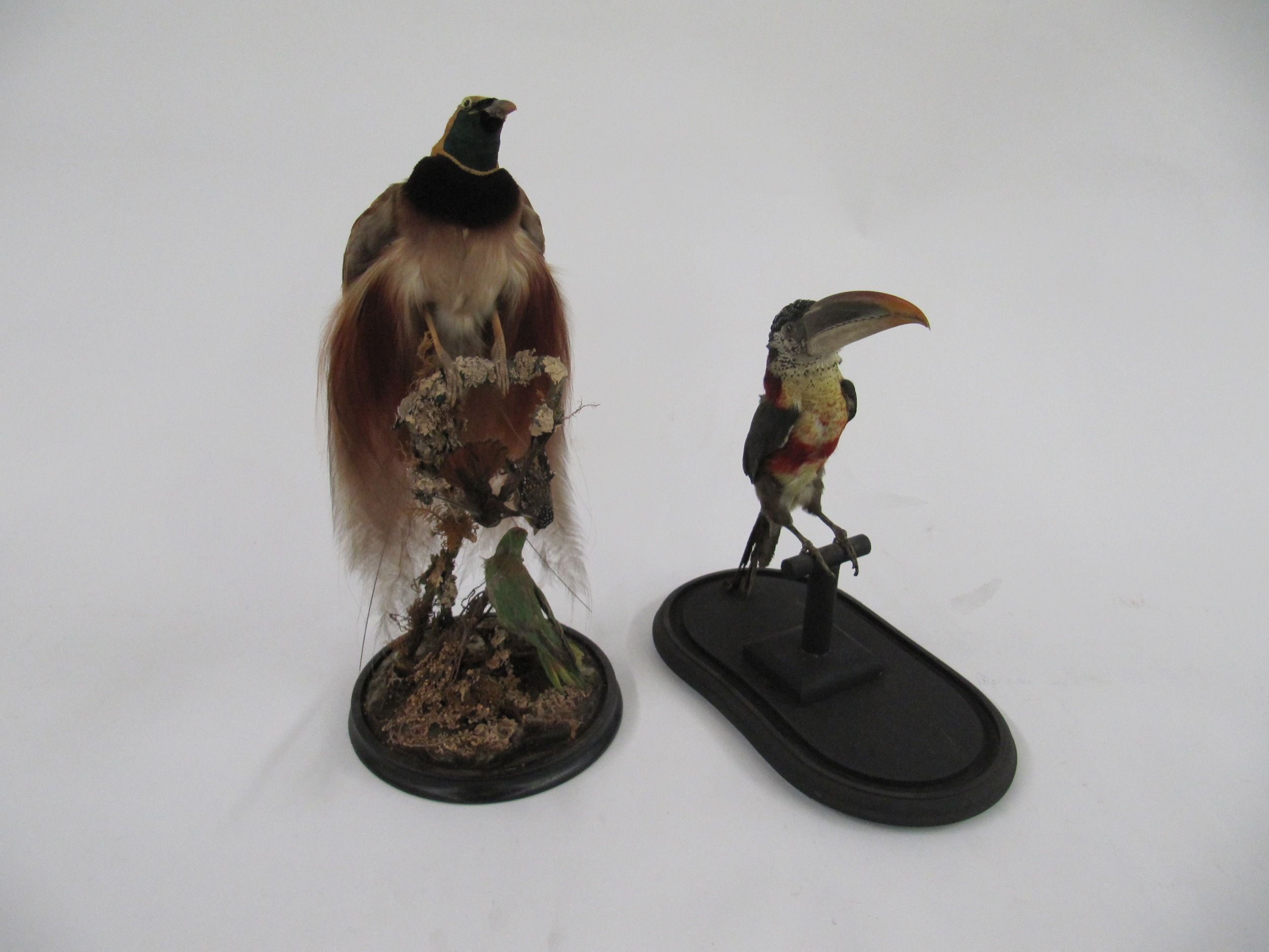 Bonhams : Two bird displays of curl-crested acari and Raggiana bird of ...