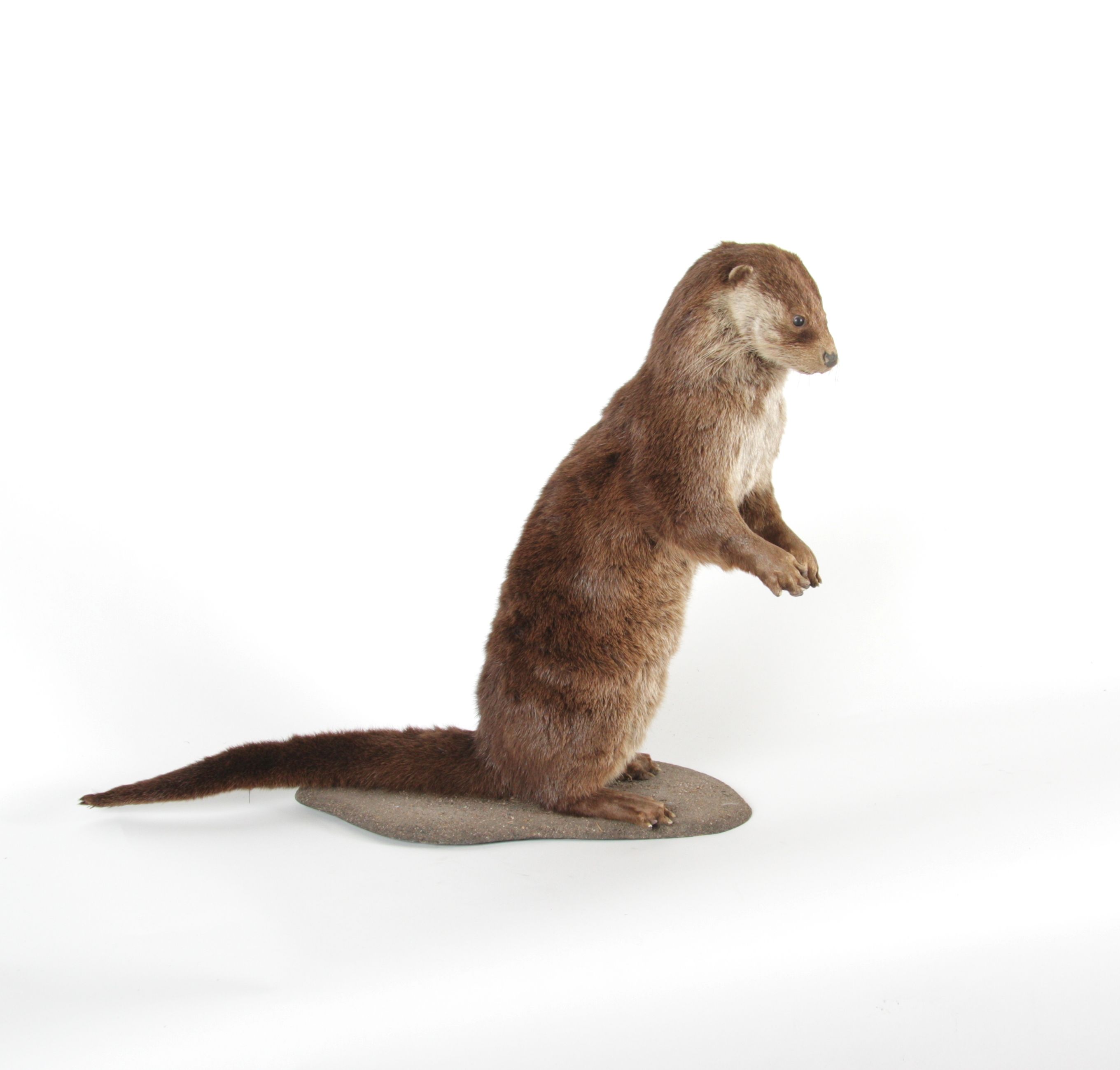 Bonhams : An taxidermy otterBy George Jamieson, Cramond
