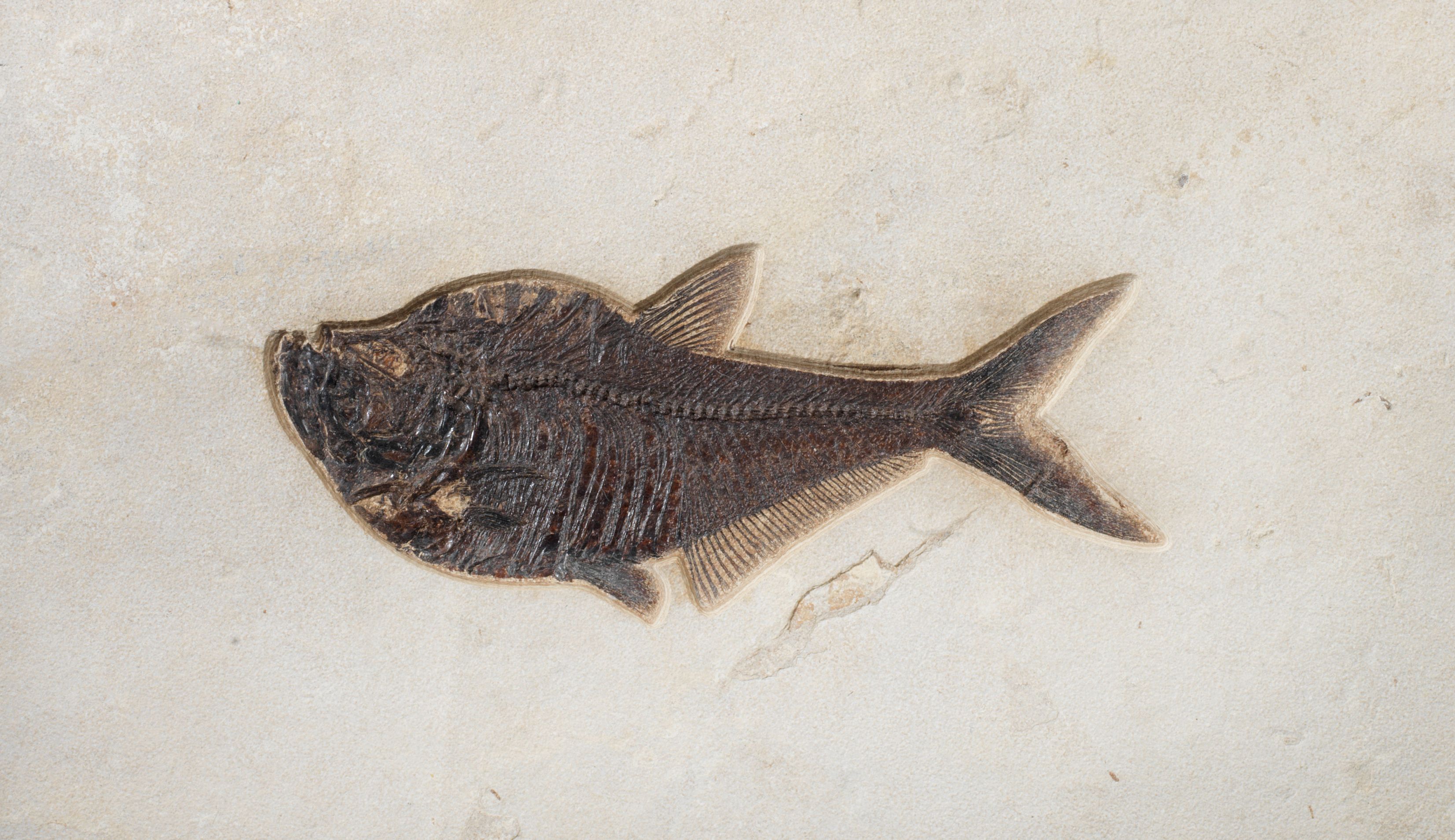 Bonhams : A fossil fish plaque Diplomystus Dentatus