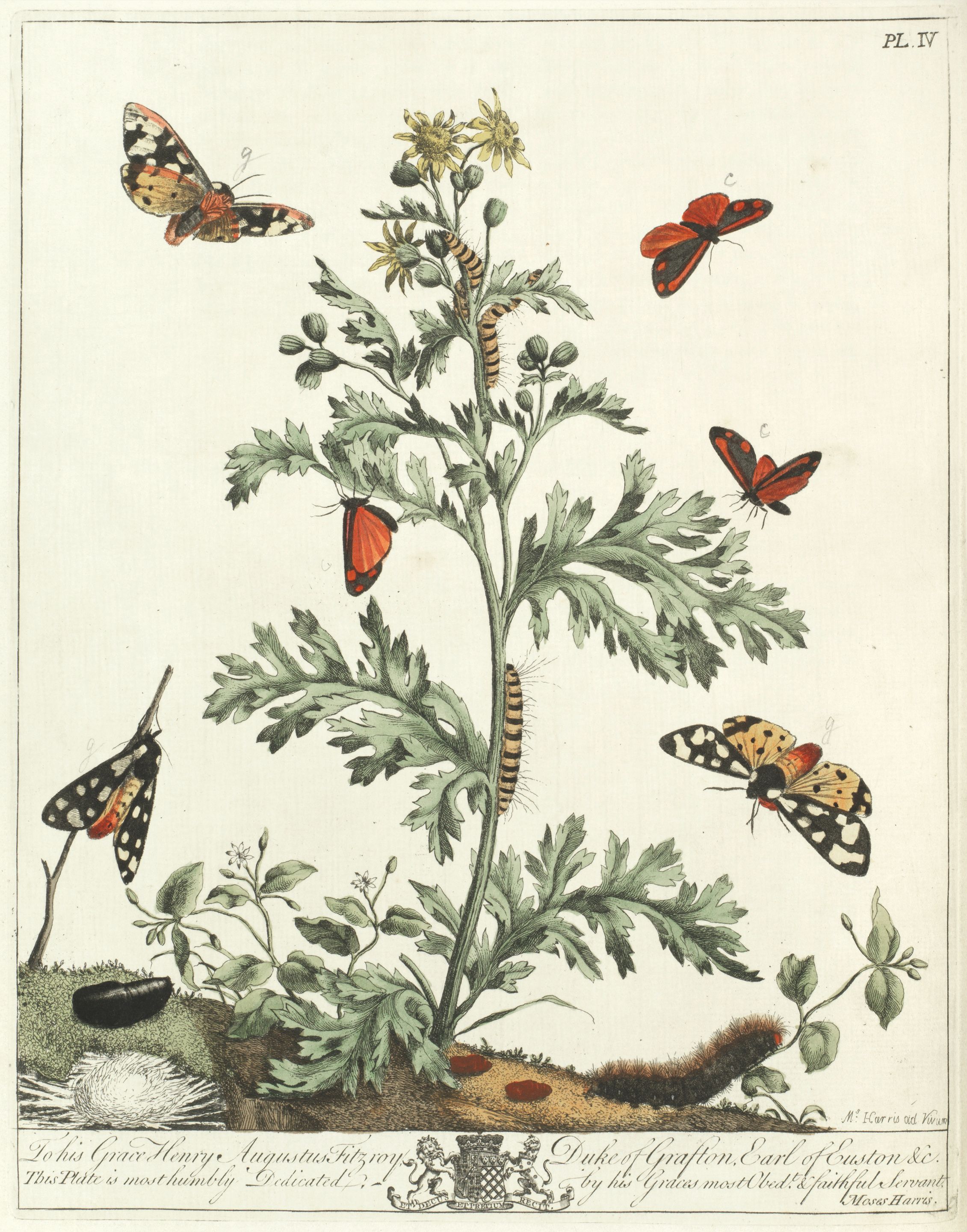 Bonhams : HARRIS (MOSES) The Aurelian Or, Natural History of English ...