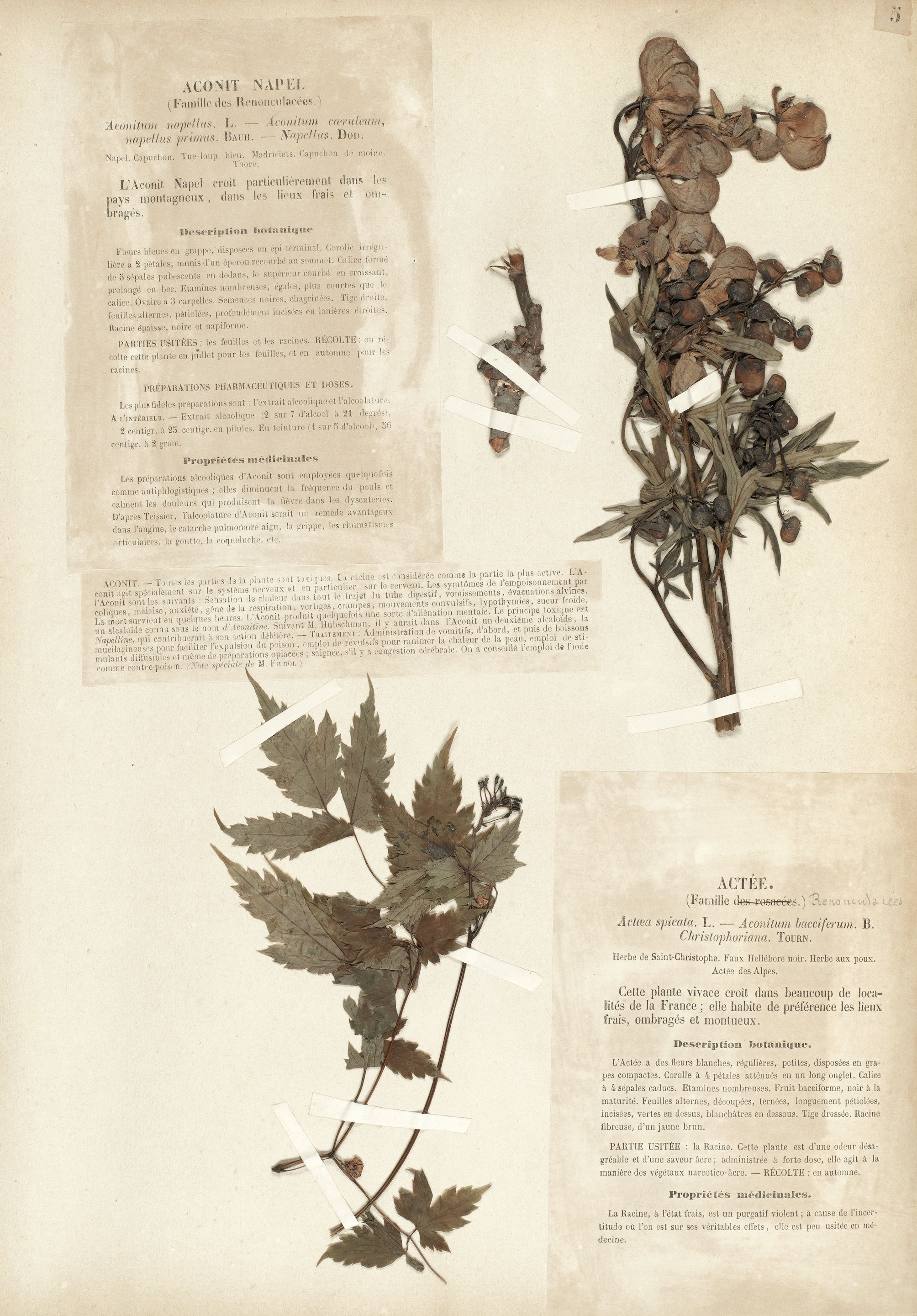 Bonhams : FOURCADE (CHARLES) Herbier collection de plants médicinales ...