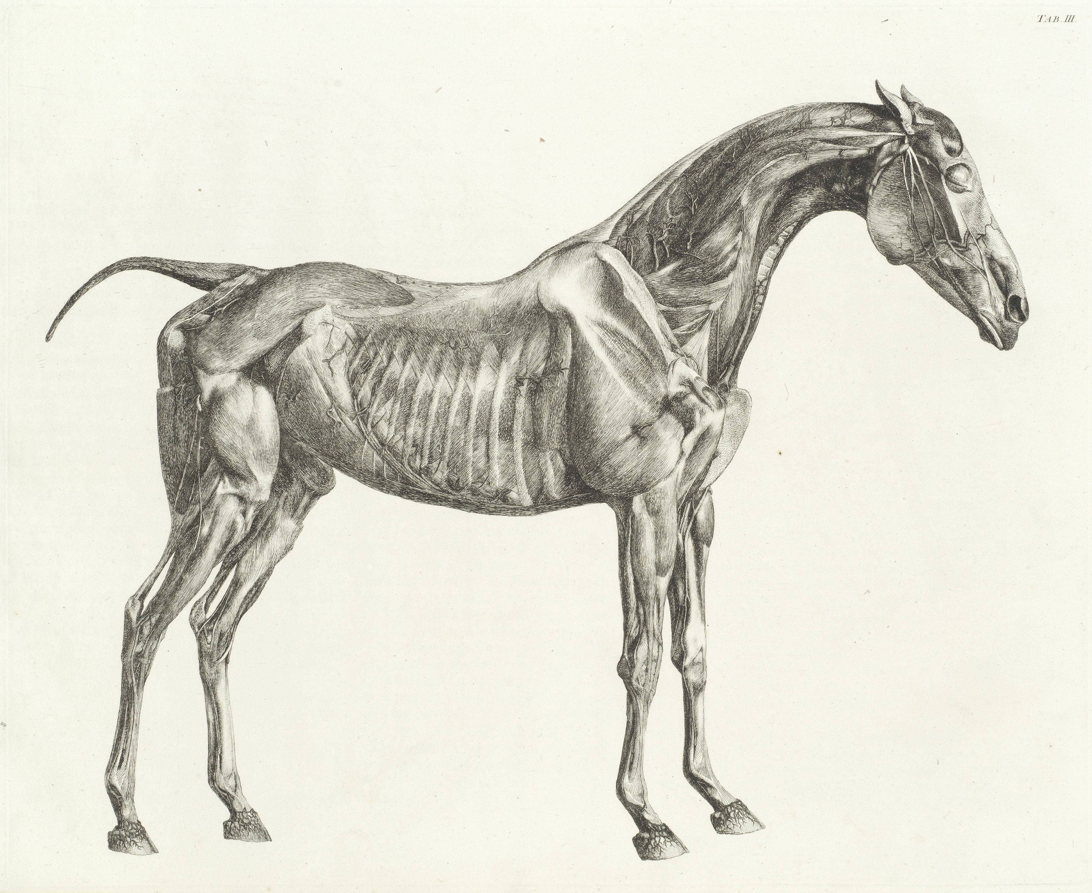 Bonhams : STUBBS (GEORGE) The Anatomy of the Horse, FIRST EDITION, J ...