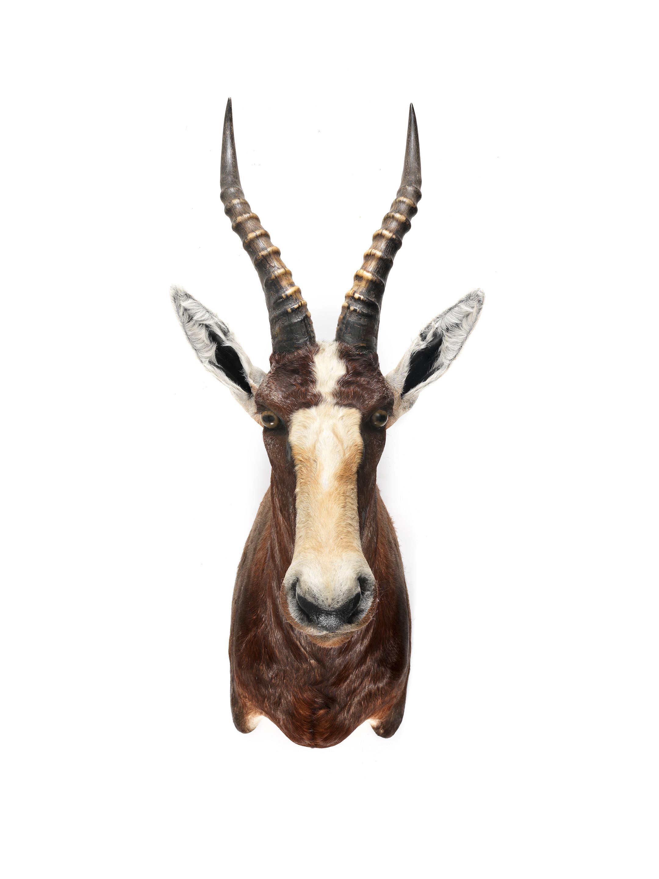 Bonhams : A taxidermy Bontebok head