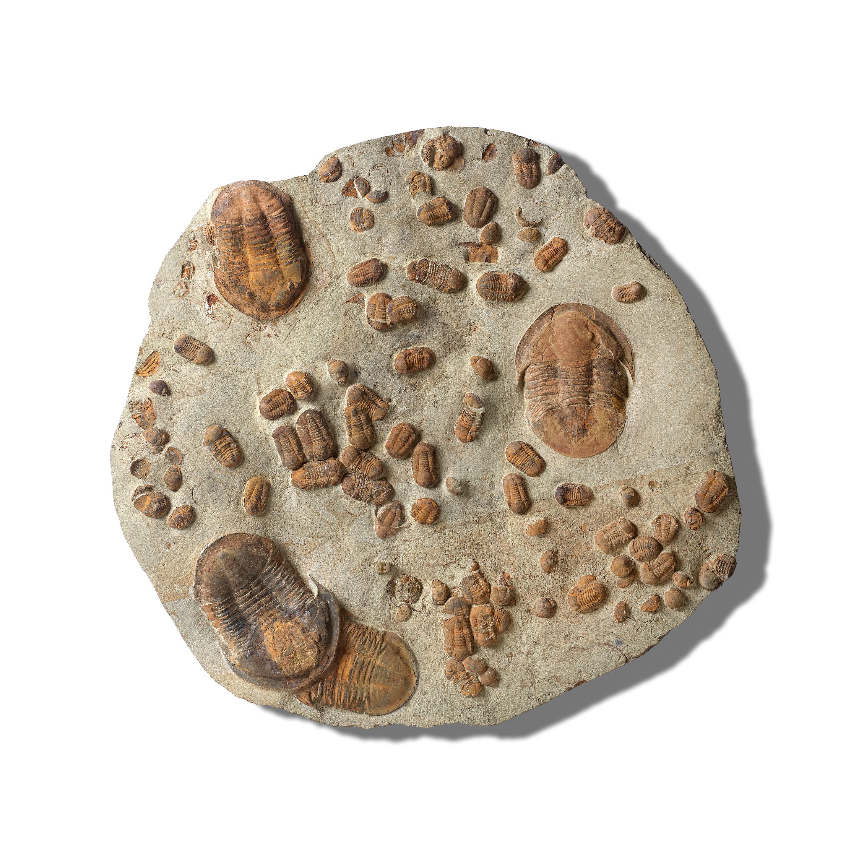 Bonhams : AN IMPRESSIVE COMPOSITE TRILOBITE MORTALITY SLAB