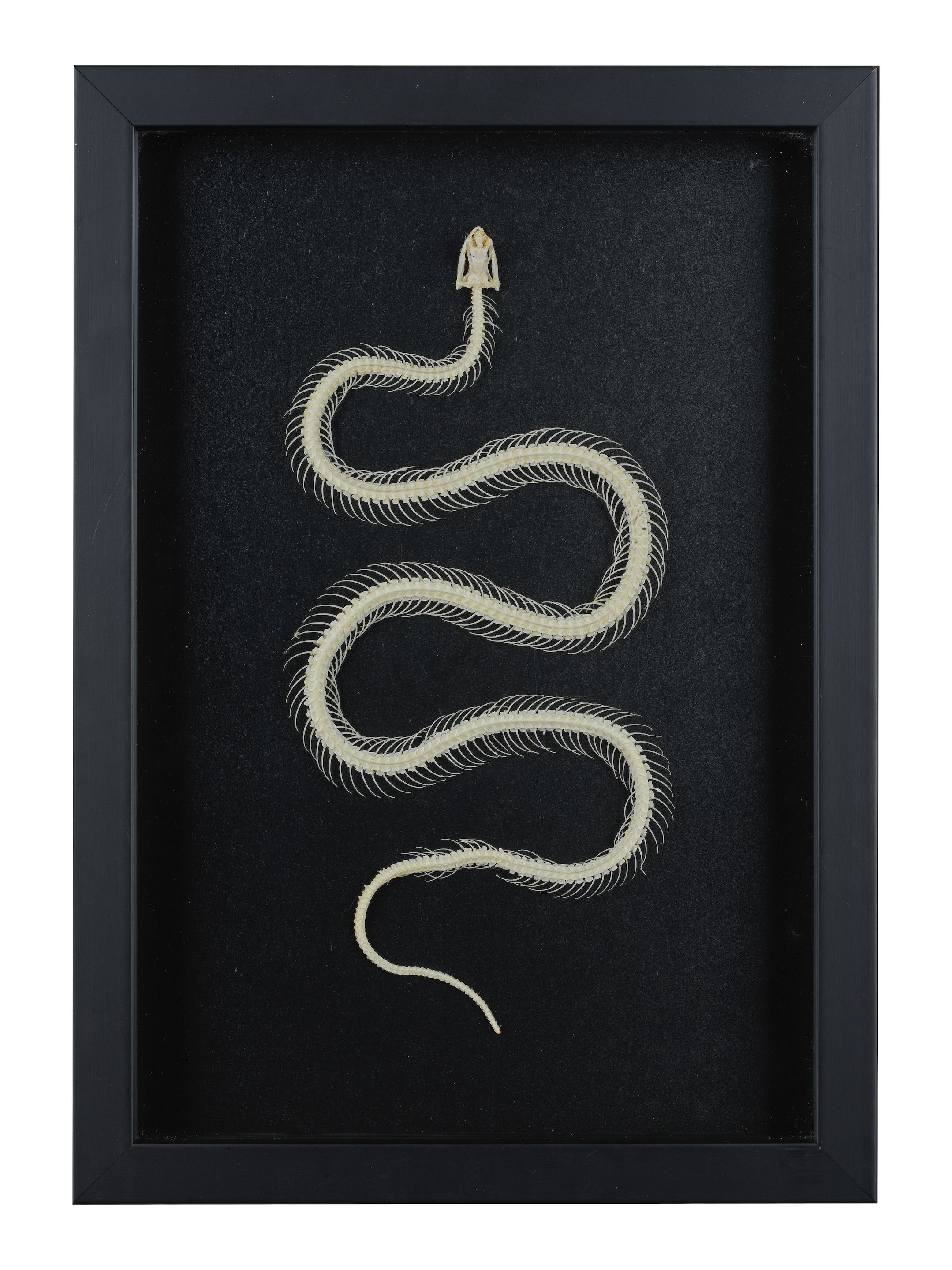 Bonhams : Squelette de serpent aquatique encadré Water snake skeleton ...
