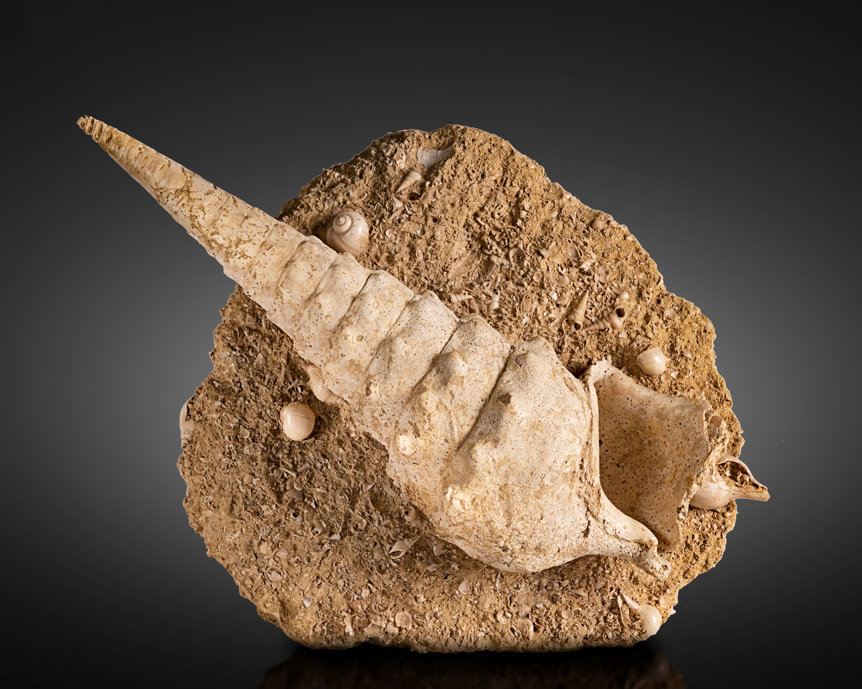 Fosseis De Gastropodes Snails And Other Gastropods | GeoKansas