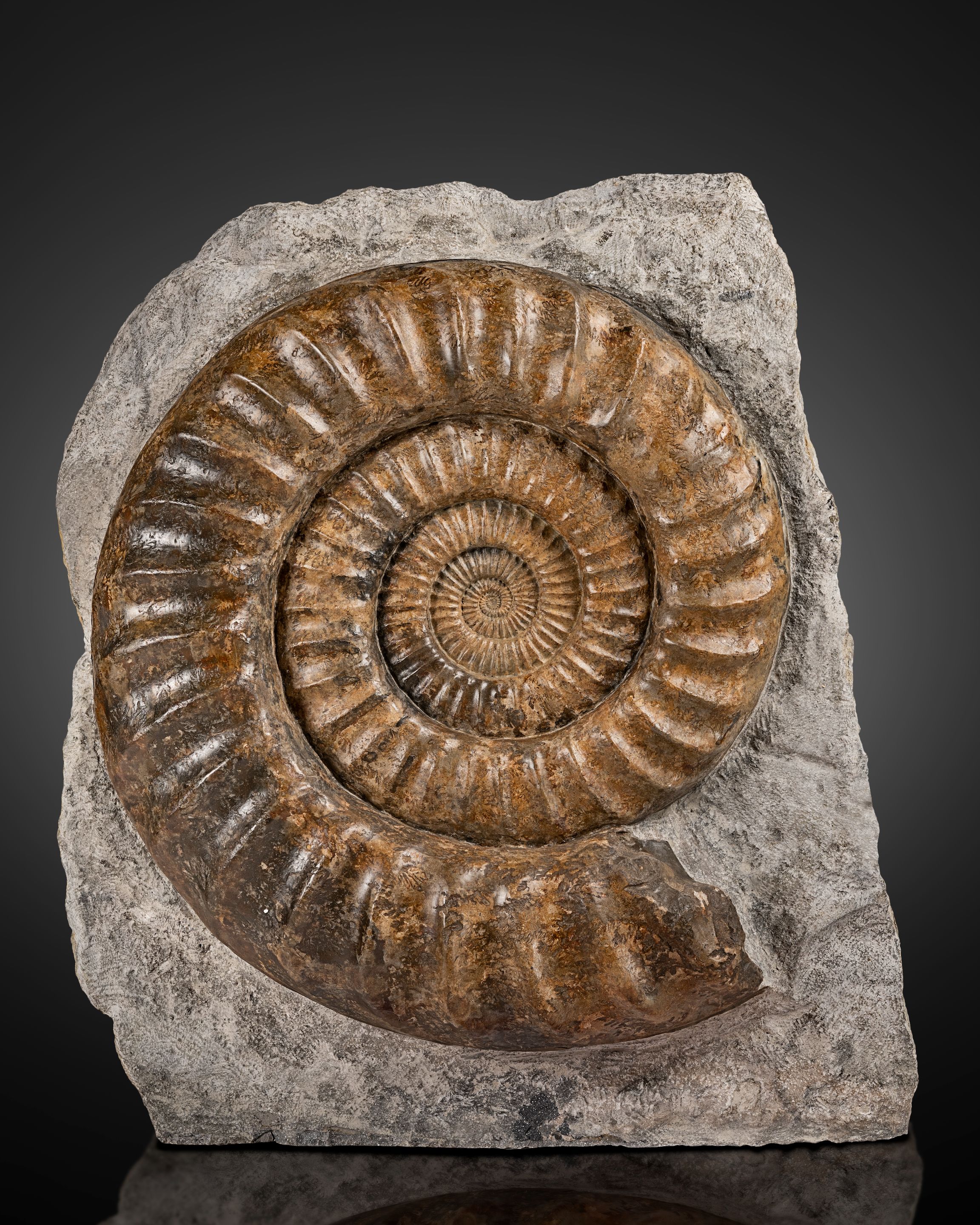 Bonhams : Ammonite sculpturale sur matrice Sculptural Ammonite on Matrix