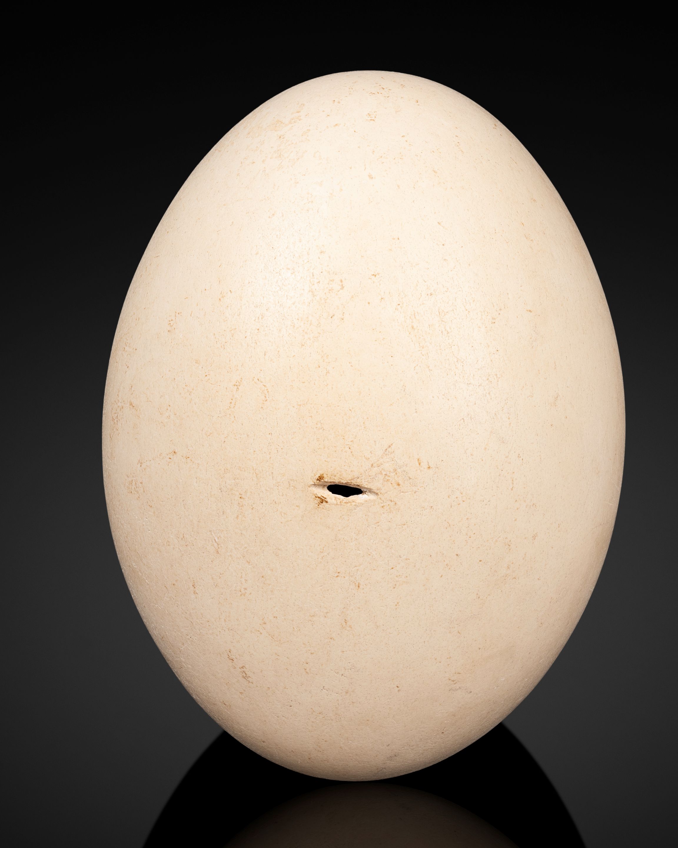 Elephant Bird Egg Size Egg Size Comparison To Scale: Extinct Elephant