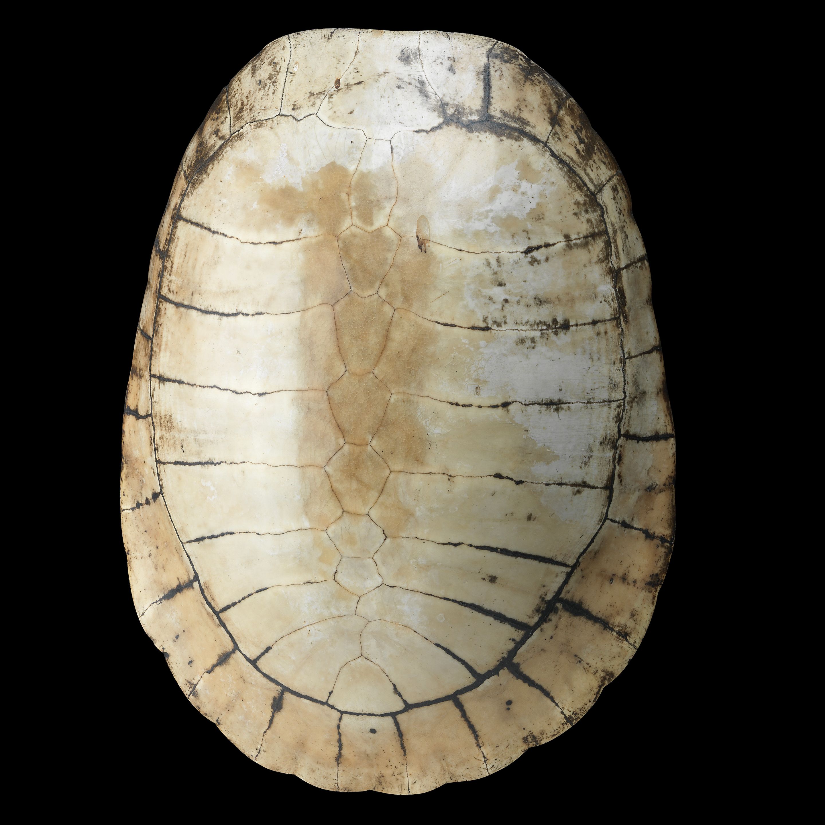 Bonhams : A Blonde Turtle Shell Giant South American River Turtle ...