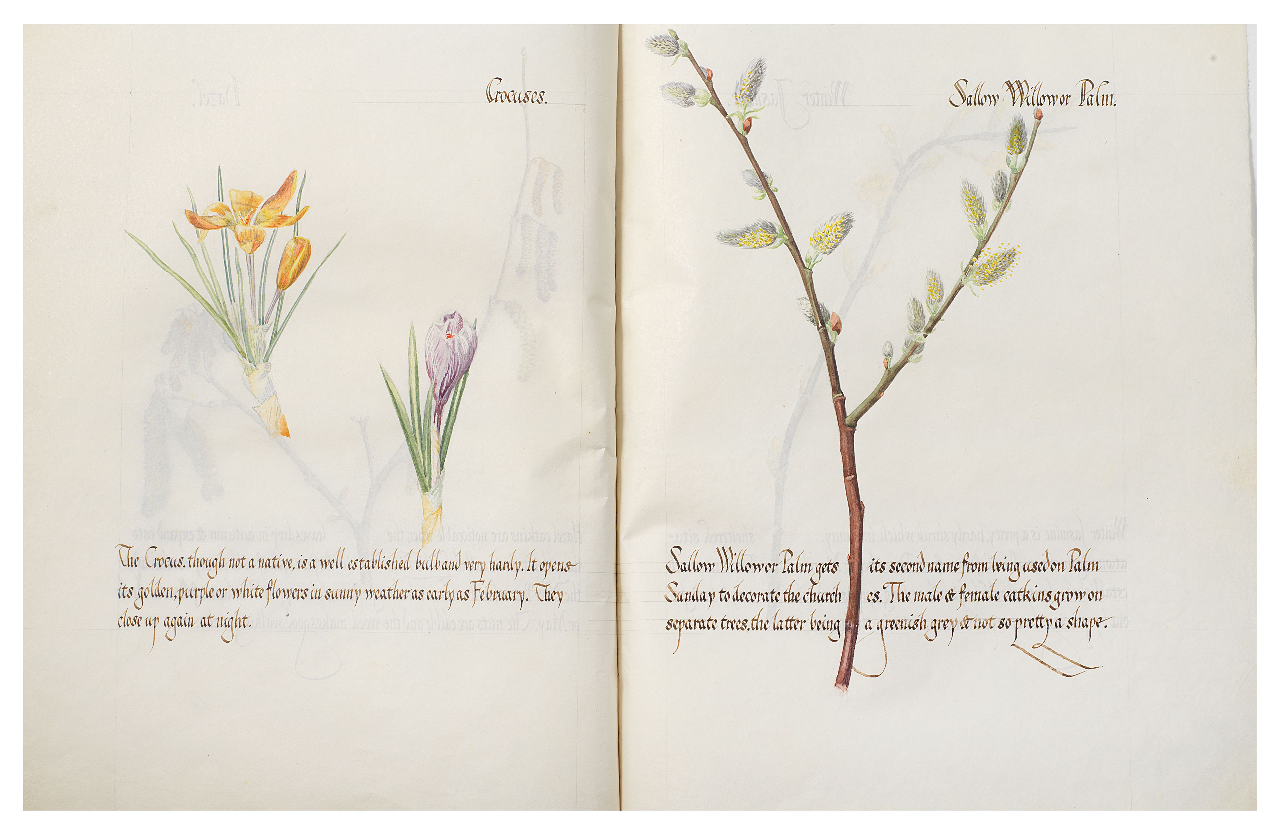 Bonhams : BOTANICAL WATERCOLOURS - HOLT (B.) Hardy Flowers which may be ...