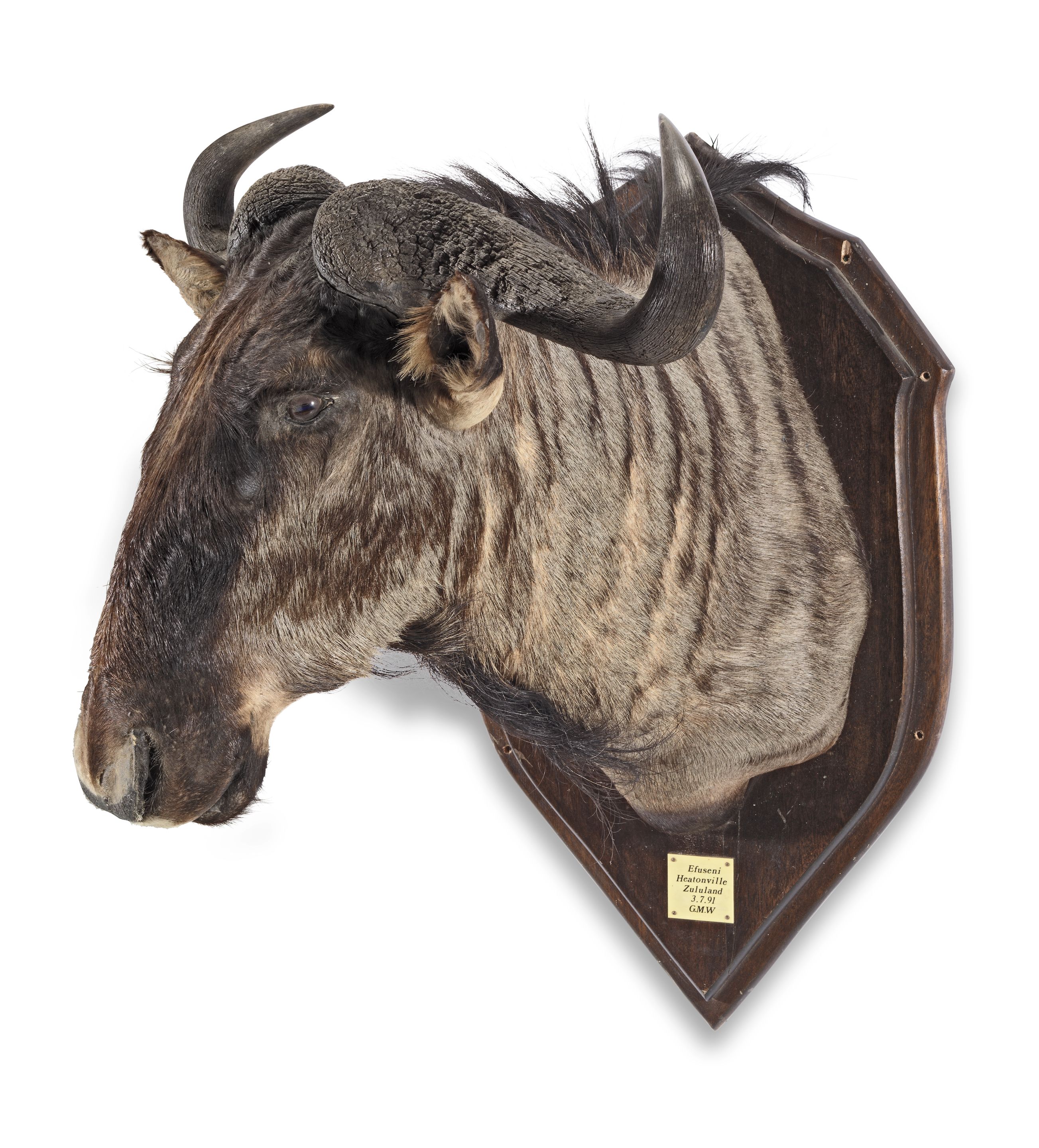 Bonhams : A stuffed and mounted taxidermy Wildebeest head hunting trophy