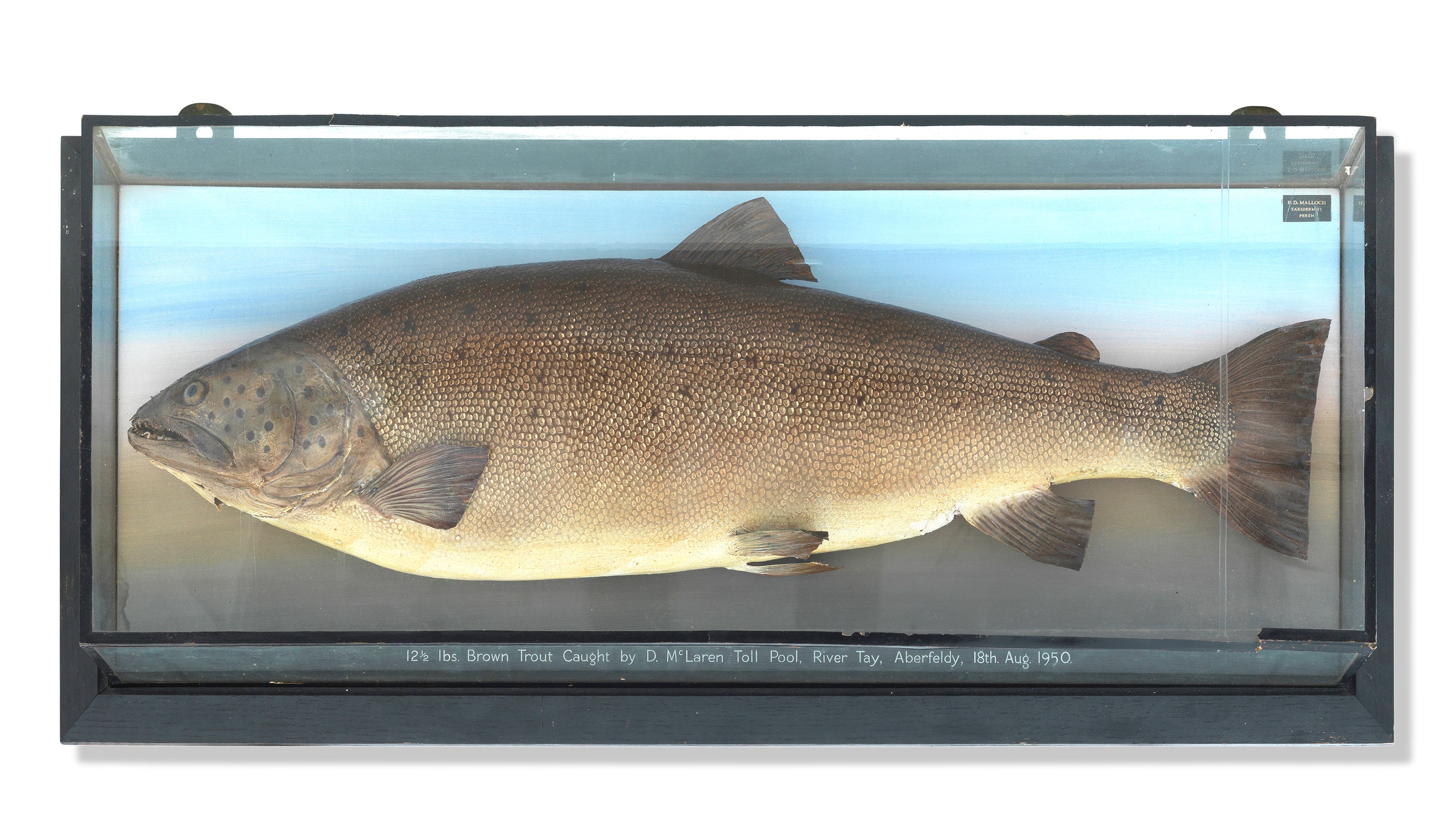 Bonhams : A Malloch cased brown trout P.D. Malloch, Perth